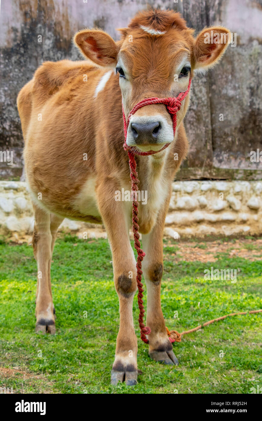 Cow calf tied with red rope, portrait of young cow Stock Photo - Alamy