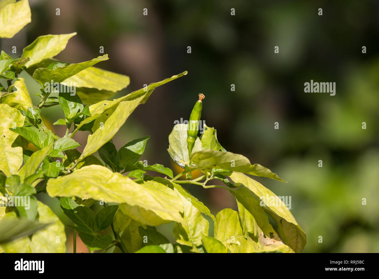 Chilli Padi or Bird's Eye Chilli or Bird Chilli or Thai pepper Stock ...