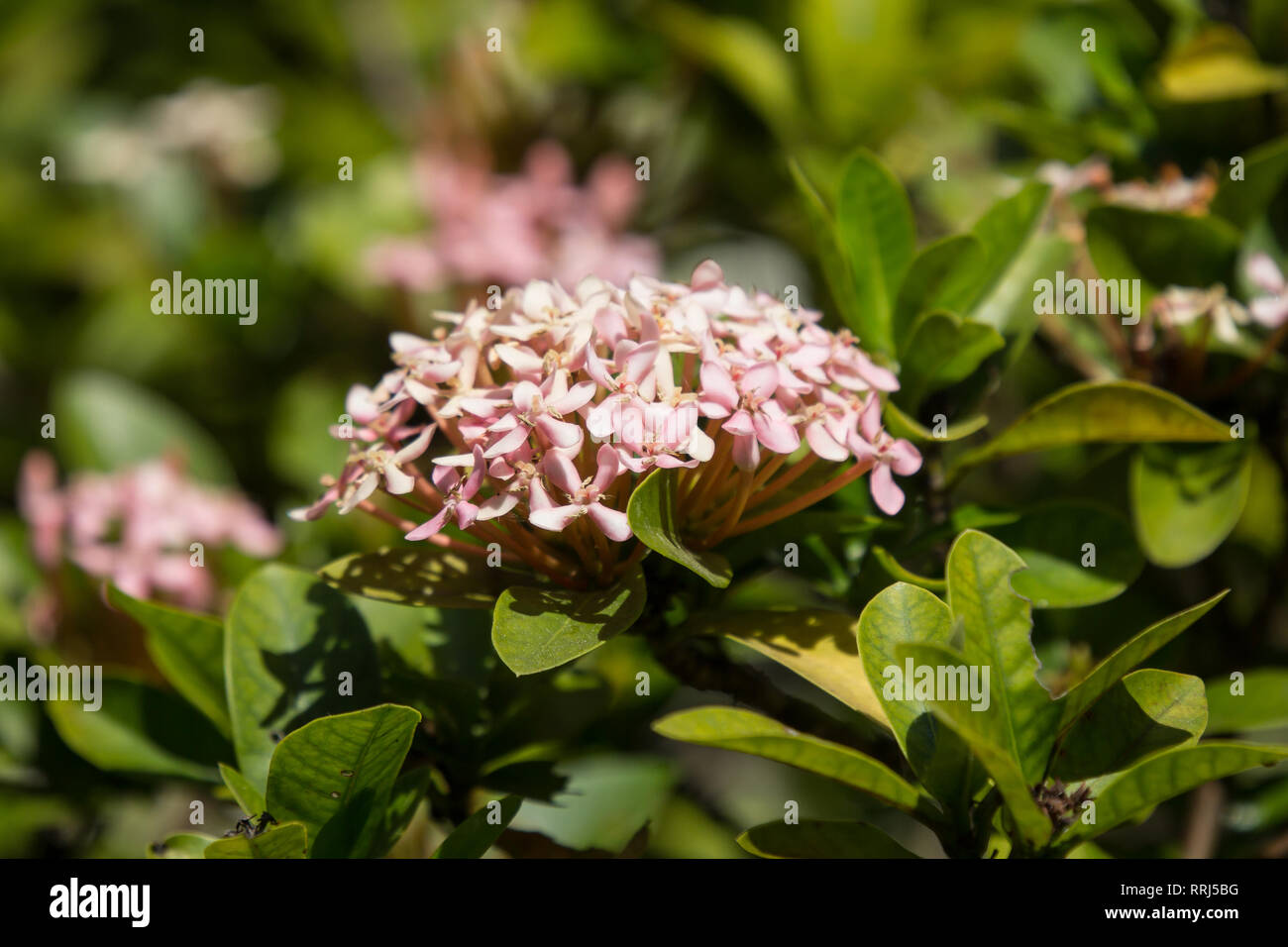 Close up of Small Pink mix soft white Ixora flower Stock Photo - Alamy