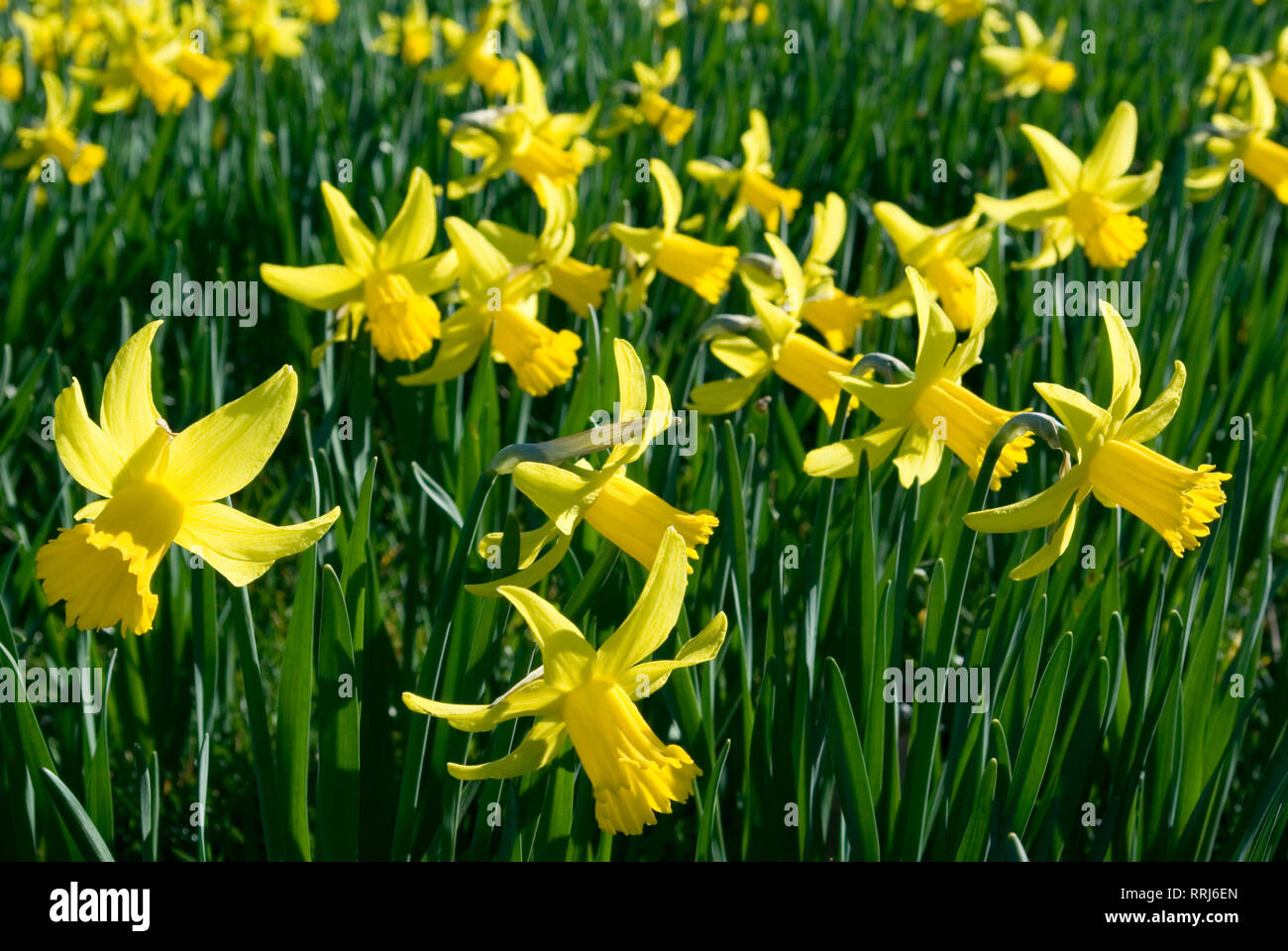Yellow trumpet shaped flowers hi-res stock photography and images - Alamy