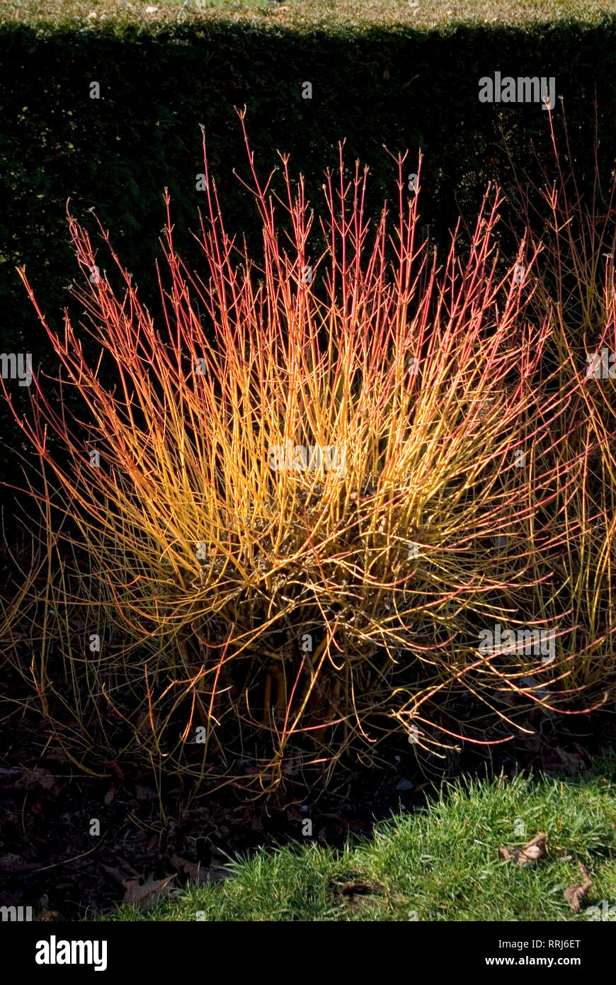 Cornus ‘Midwinter Fire’ Stock Photo - Alamy