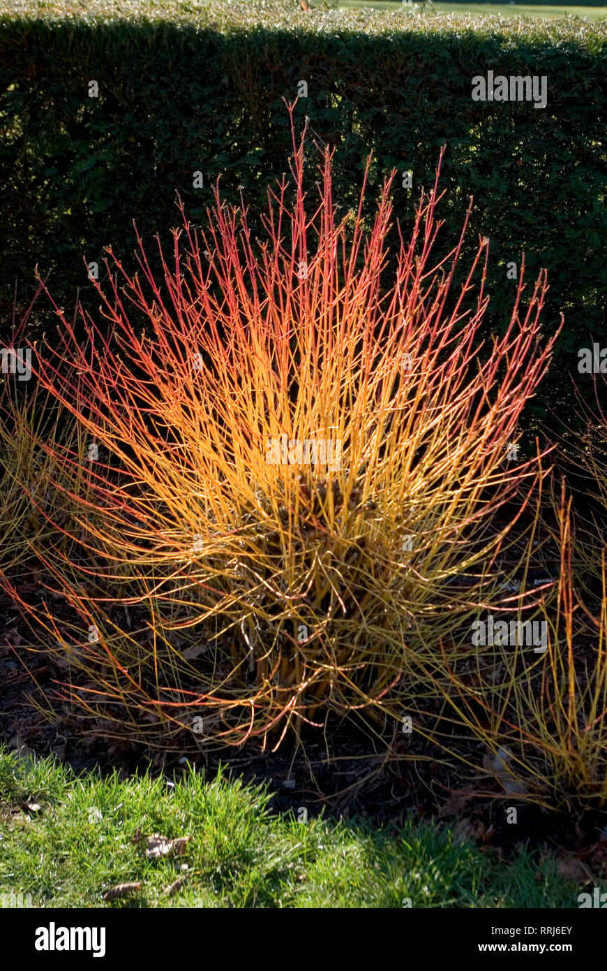 Cornus ‘Midwinter Fire’ Stock Photo - Alamy