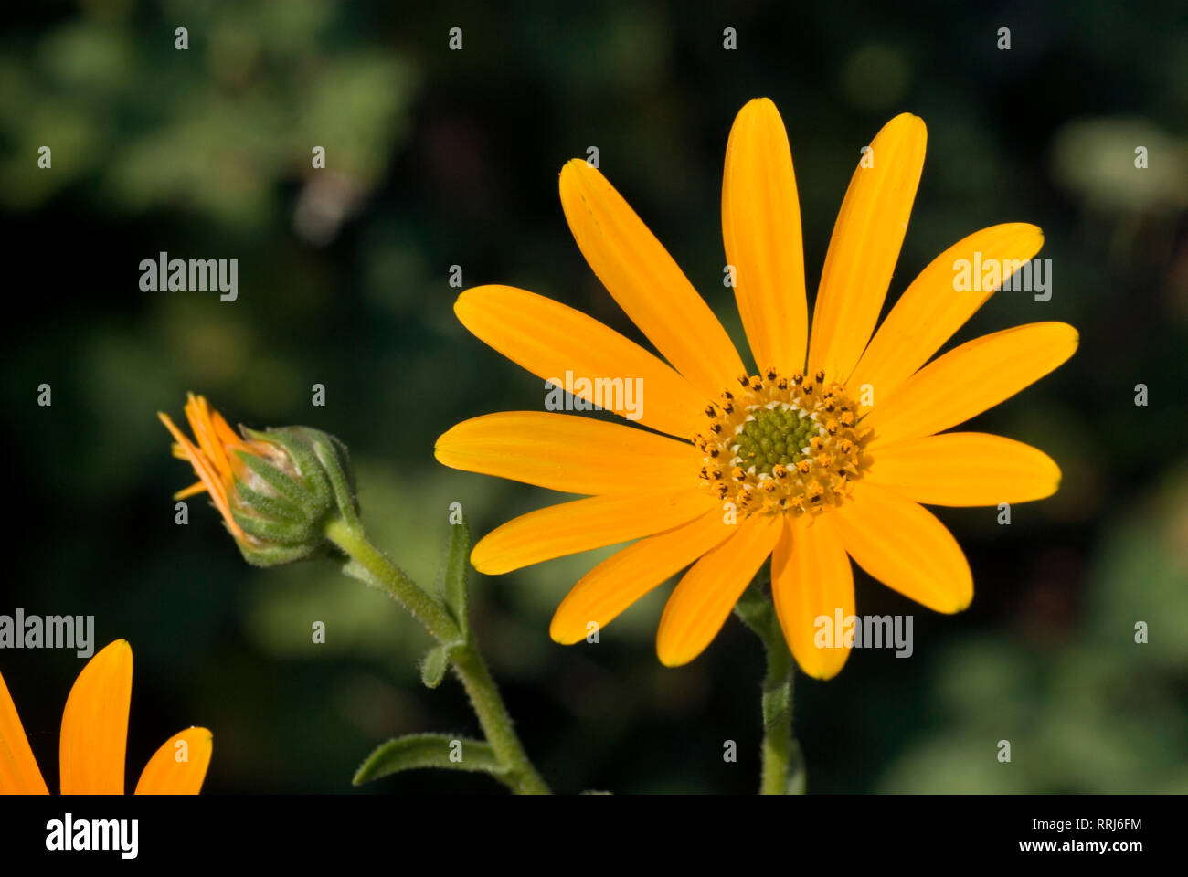 Namaqua Parachute Daisy Stock Photo - Alamy