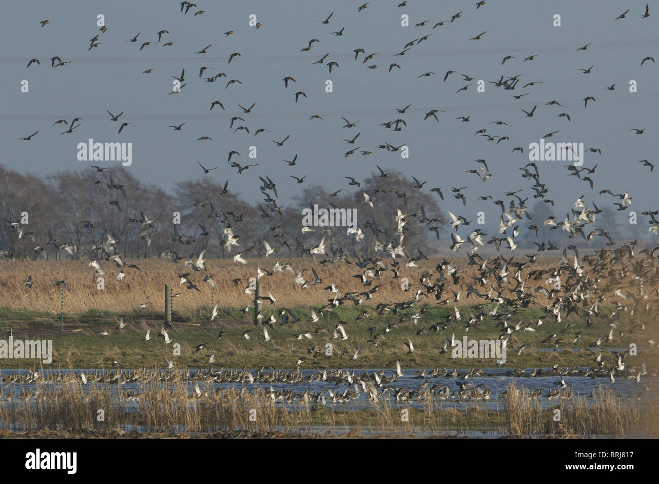 A large flock of Golden Plover, Pluvialis apricaria, taking off from ...
