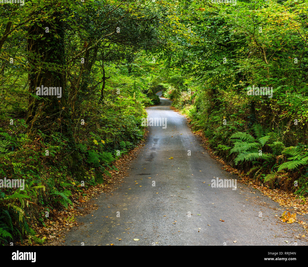Autumn colours in the Devon lane leading to Beckaford Bridge, Dartmoor ...