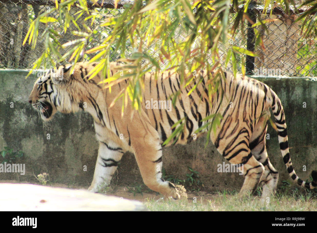 tiger walking behind the tree Stock Photo - Alamy