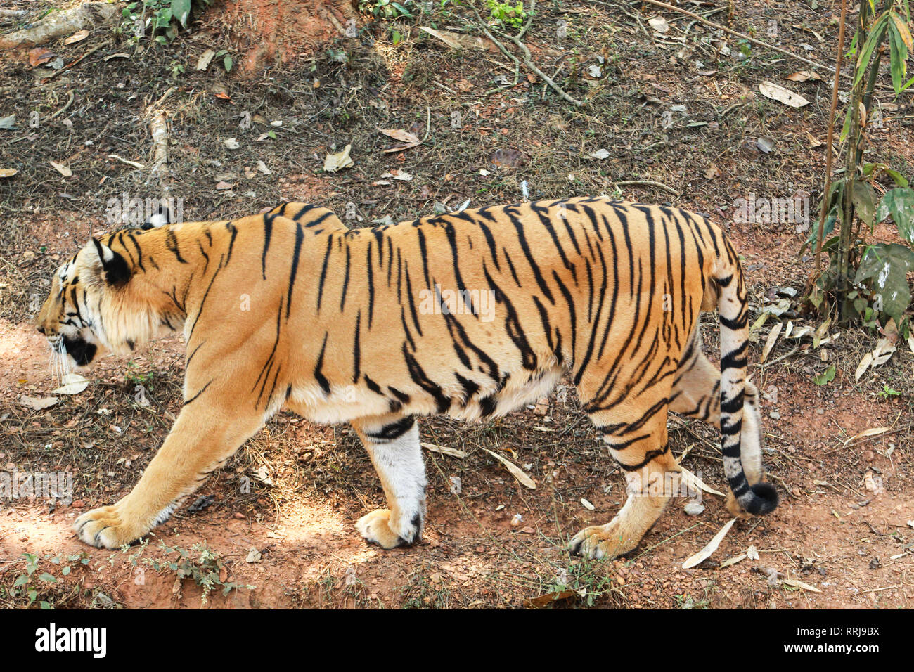 tiger walking in a forest Stock Photo - Alamy