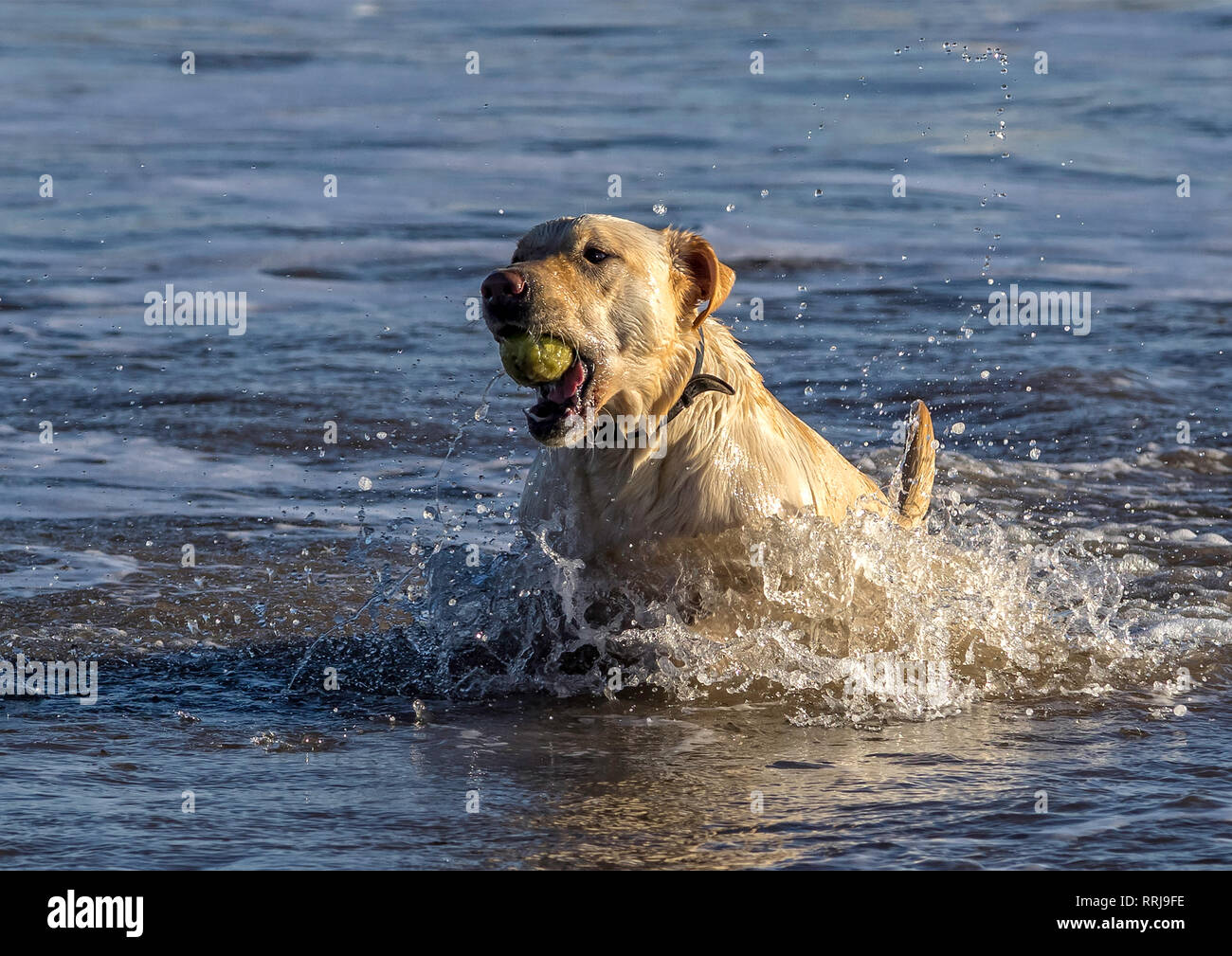Golden labrador dog in the sea hi-res stock photography and images - Alamy
