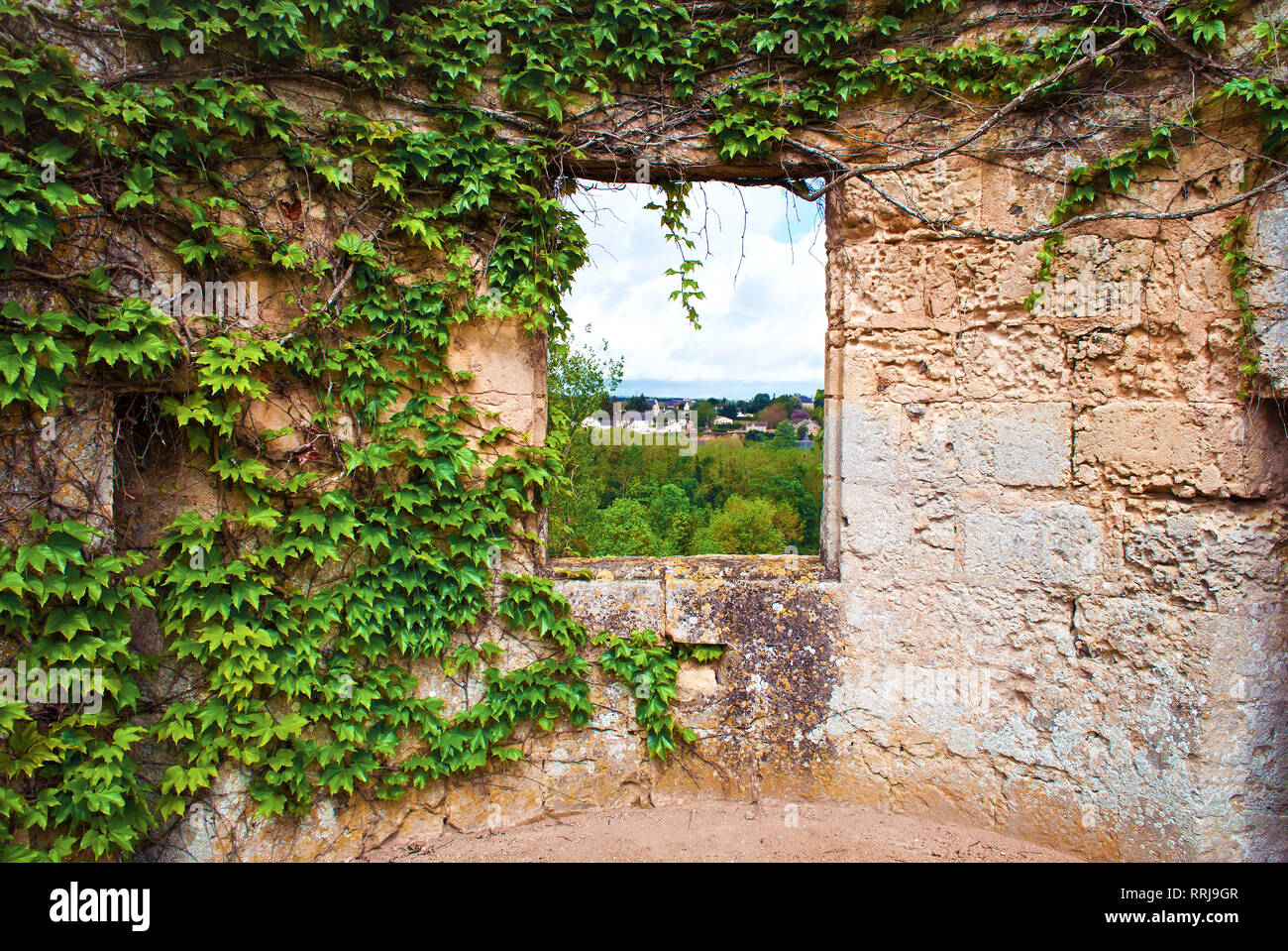 Trees through window hi-res stock photography and images - Alamy