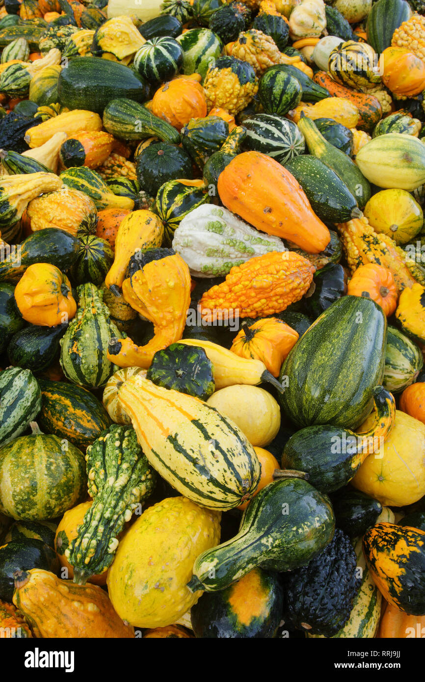 Ornamental pumpkins hi-res stock photography and images - Alamy