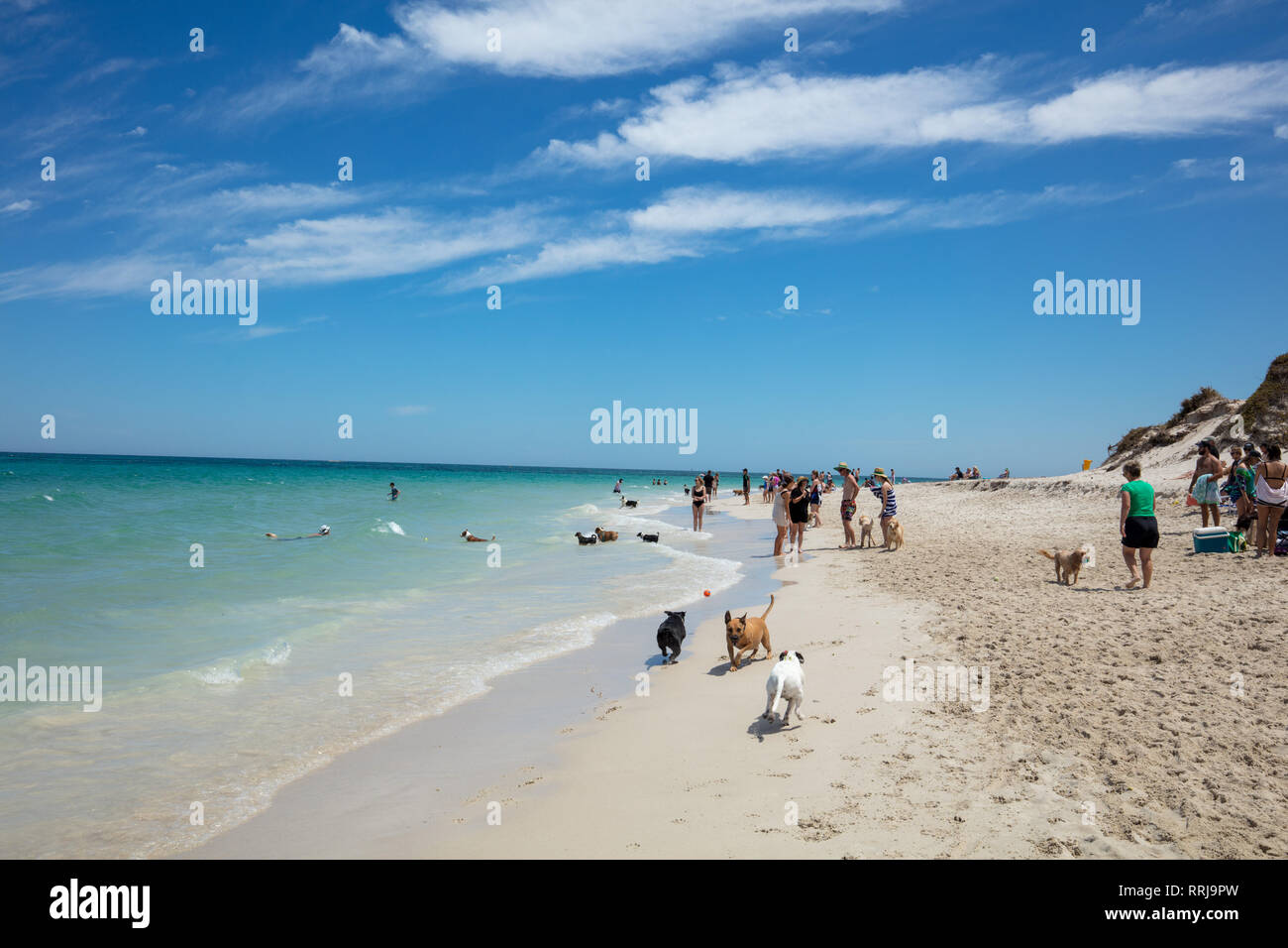 Perth dog beach hi-res stock photography and images - Alamy