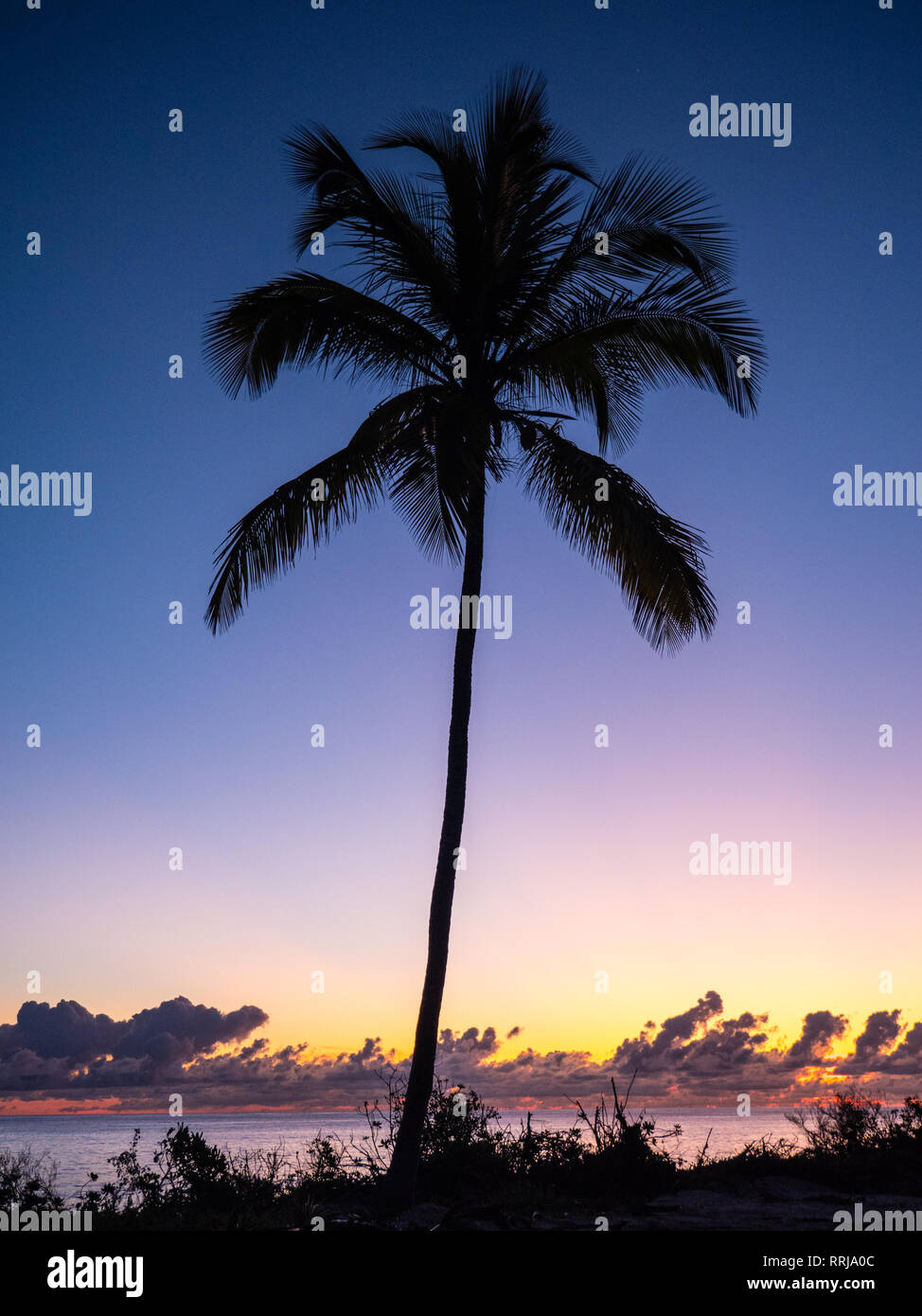 Palm Tree Silhouette, at Sunset Sky Beach Club, Bahamas, Eleuthera, The ...