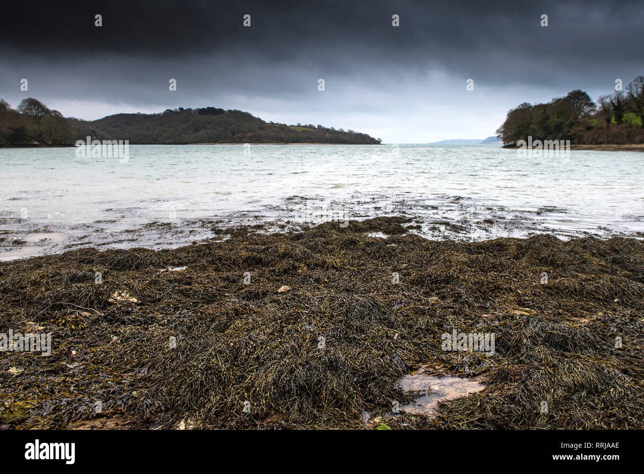 Bladder wrack seaweed Fucus vesiculosus growing in the inter tidal zone ...