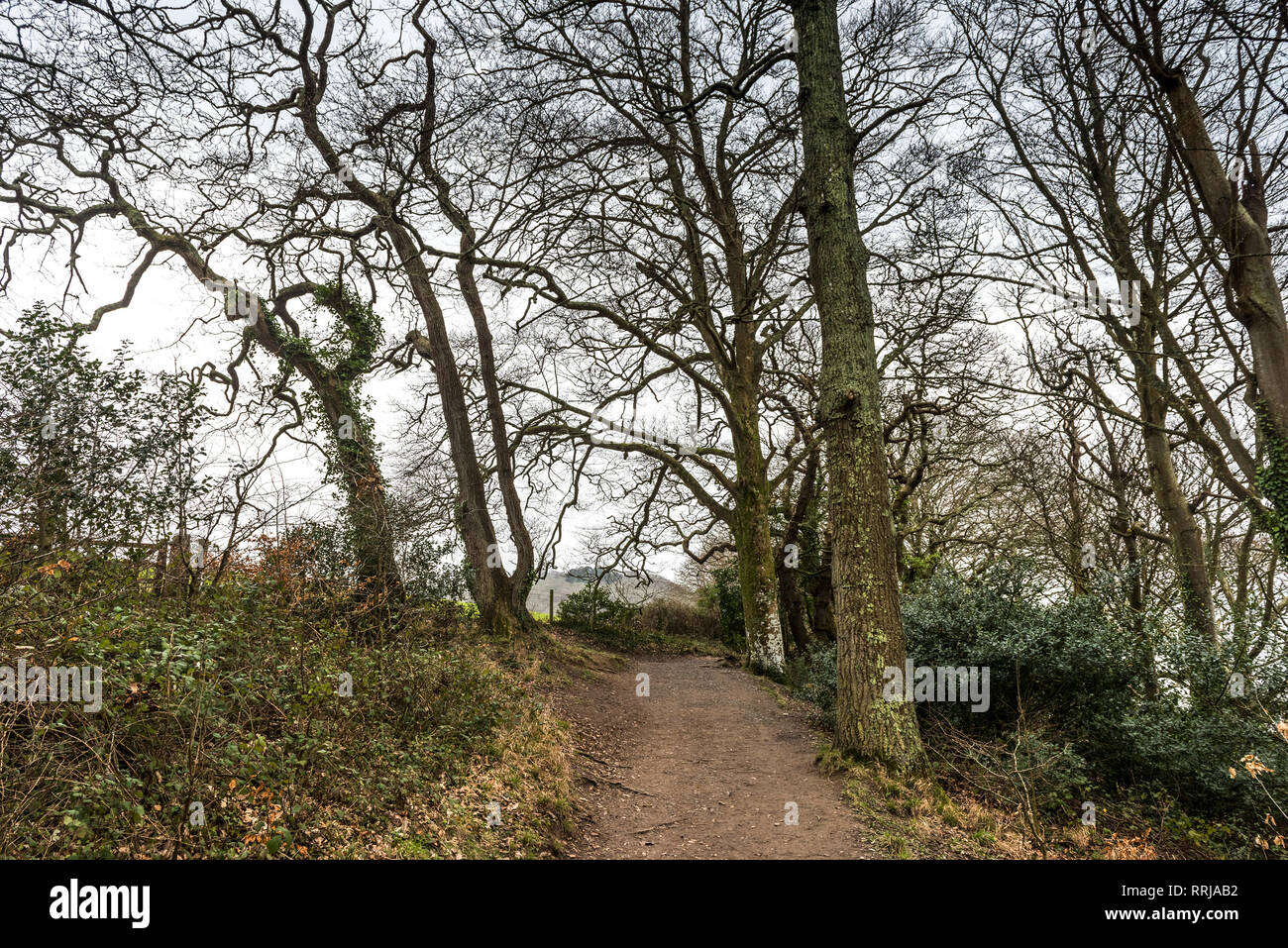 A walking trail through a woodland of Sessile Oak trees Quercus petraea ...