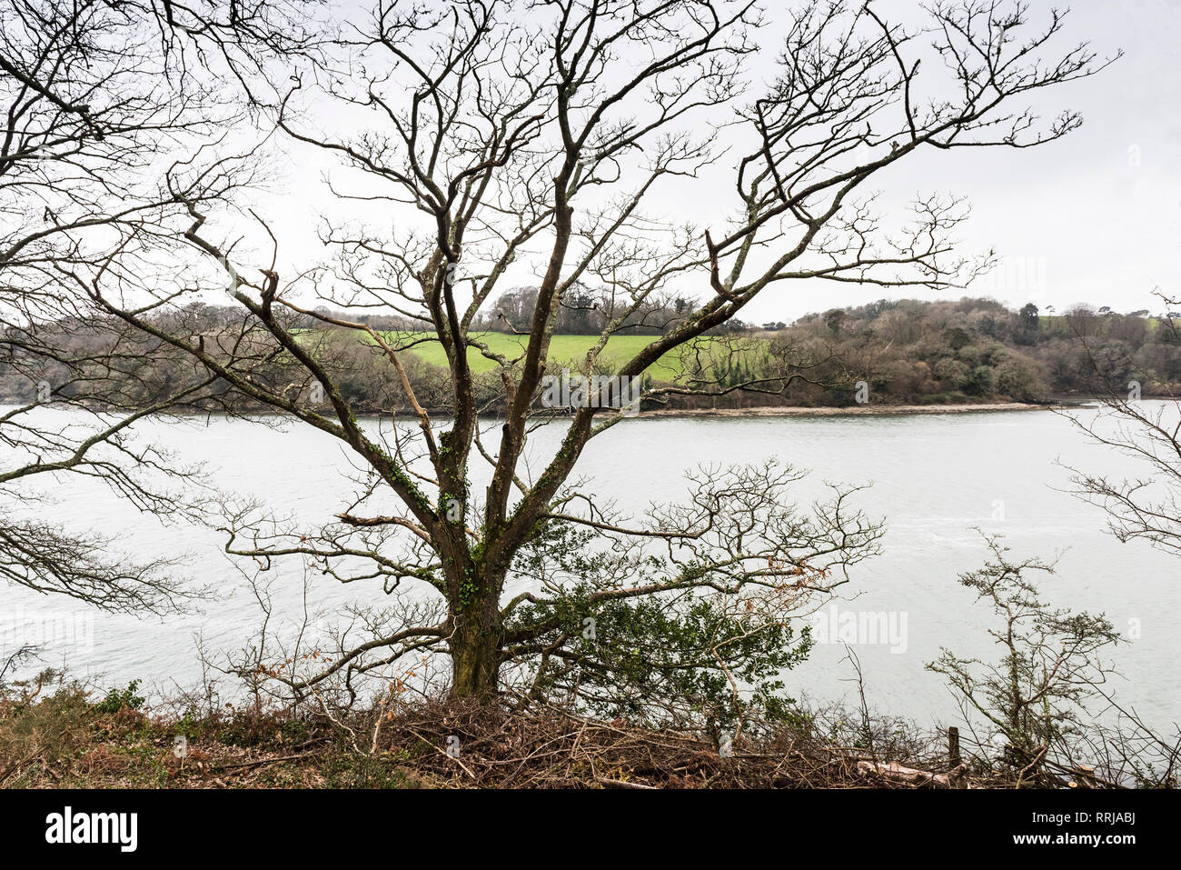 A woodland of Sessile Oak trees Quercus petraea in Cornwall Stock Photo ...
