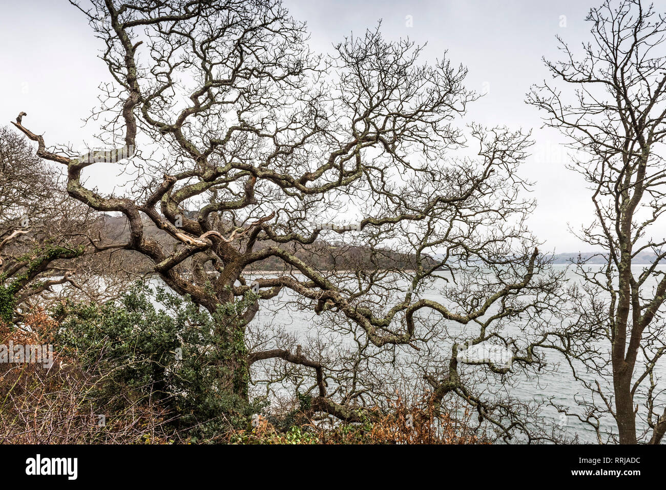 A woodland of Sessile Oak trees Quercus petraea on the banks of the ...