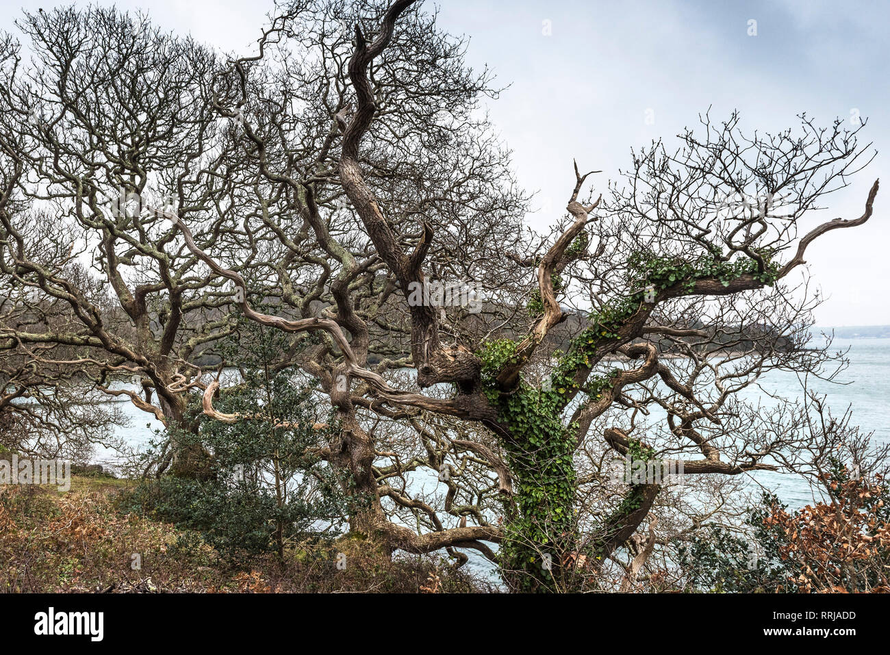 A woodland of Sessile Oak trees Quercus petraea on the banks of the ...