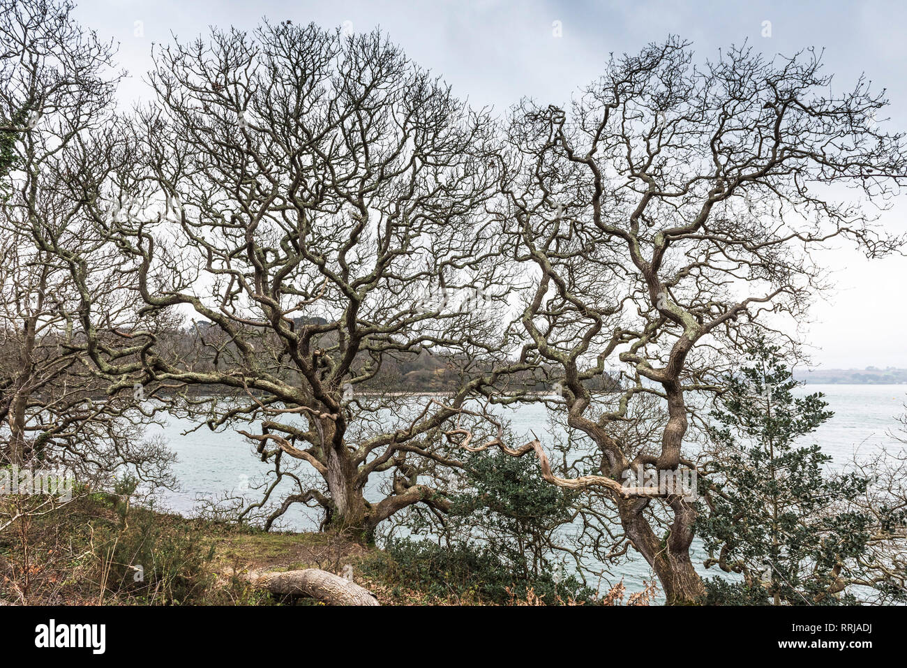 A woodland of Sessile Oak trees Quercus petraea on the banks of the ...