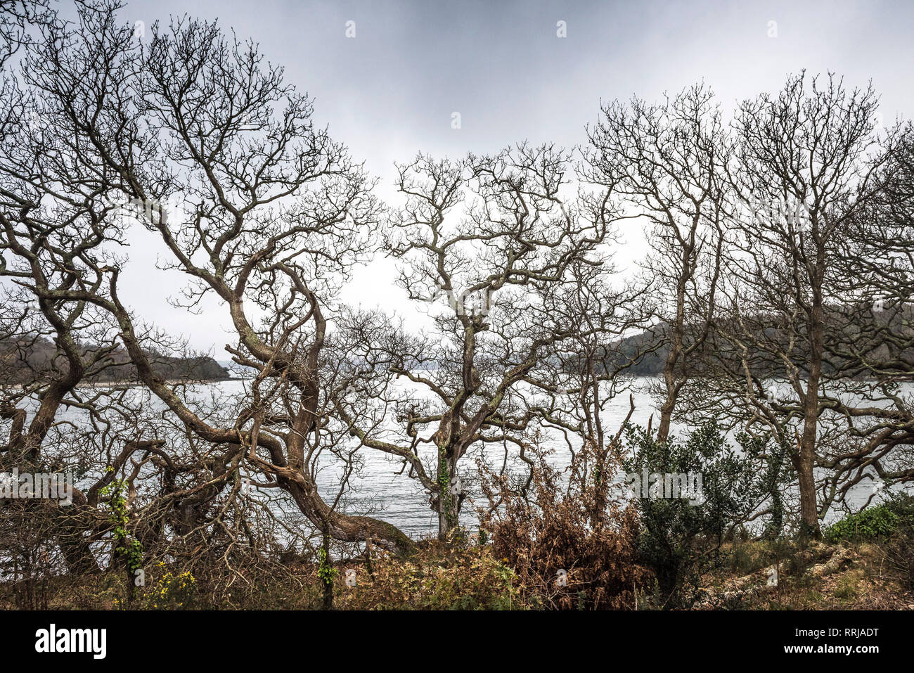 A woodland of Sessile Oak trees Quercus petraea on the banks of the ...