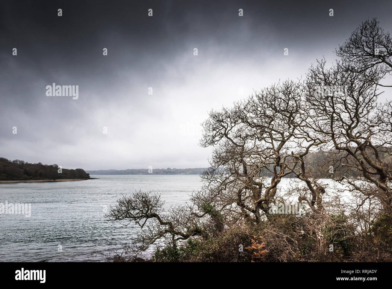 A woodland of Sessile Oak trees Quercus petraea on the banks of the ...