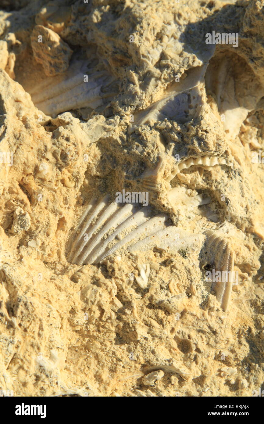 Bivalve fossils hi-res stock photography and images - Alamy