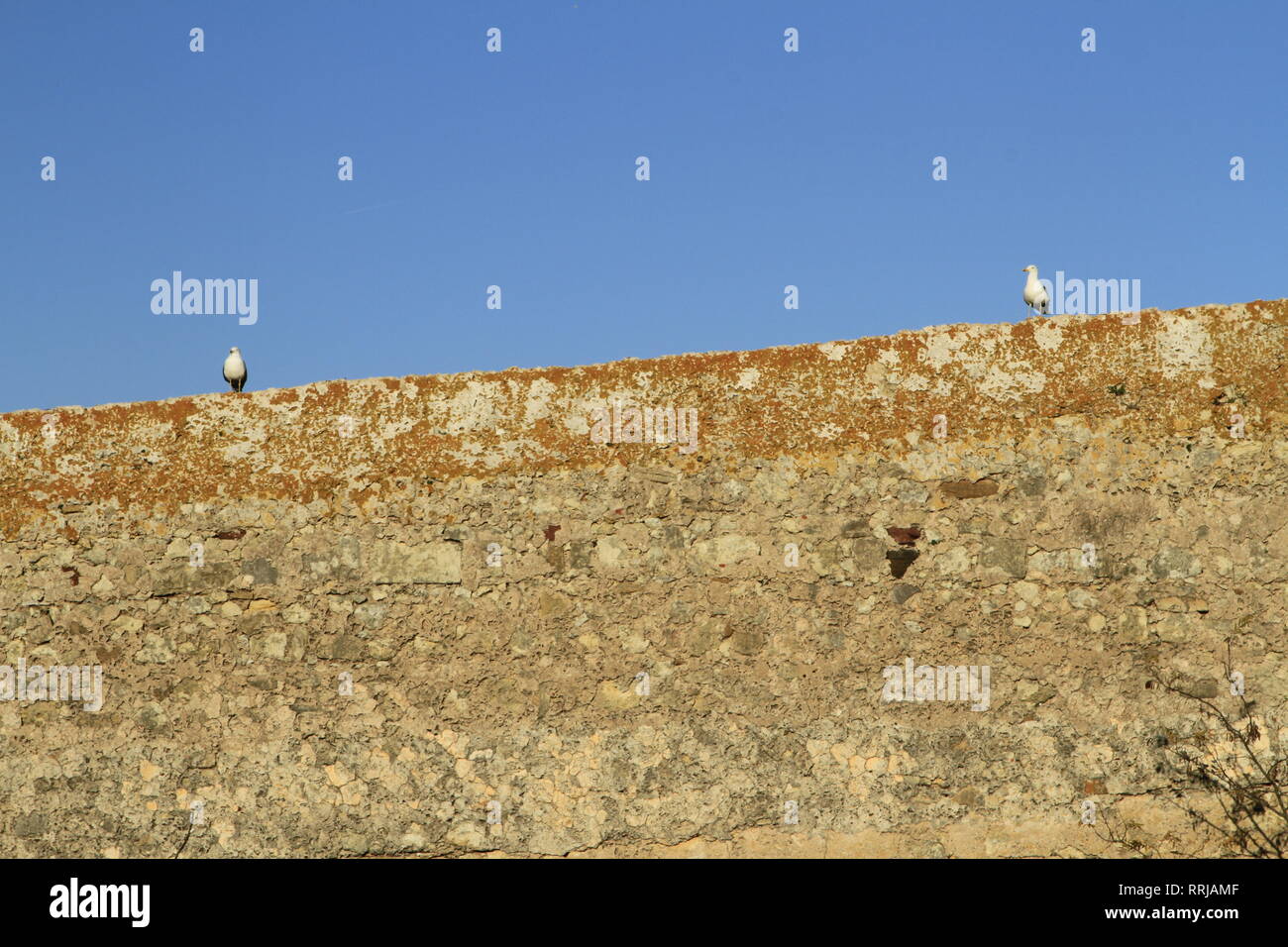 Seagulls on the ancient city walls of Lagos, Algarve, Southern Portugal ...