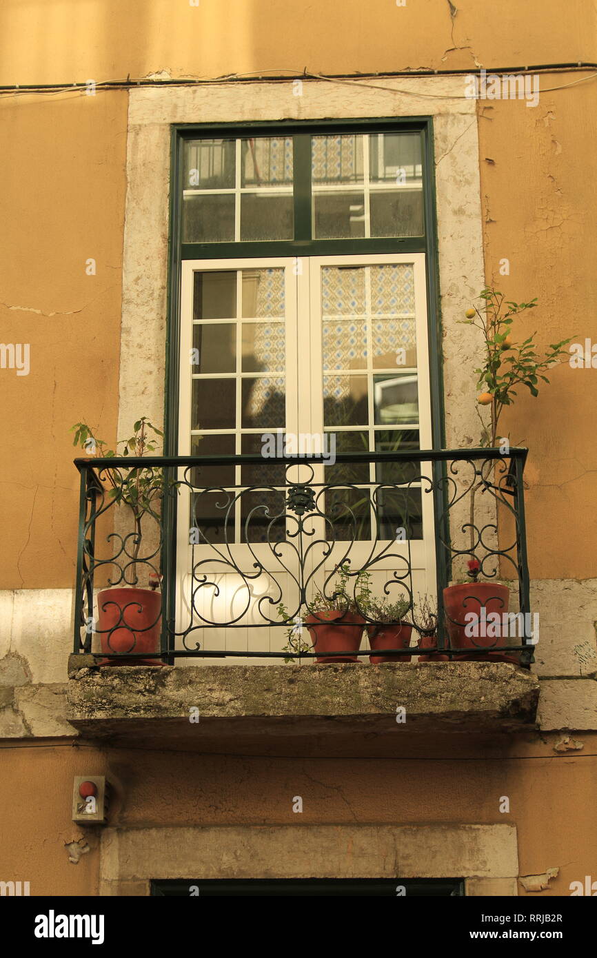 Potted orange tree hi-res stock photography and images - Alamy