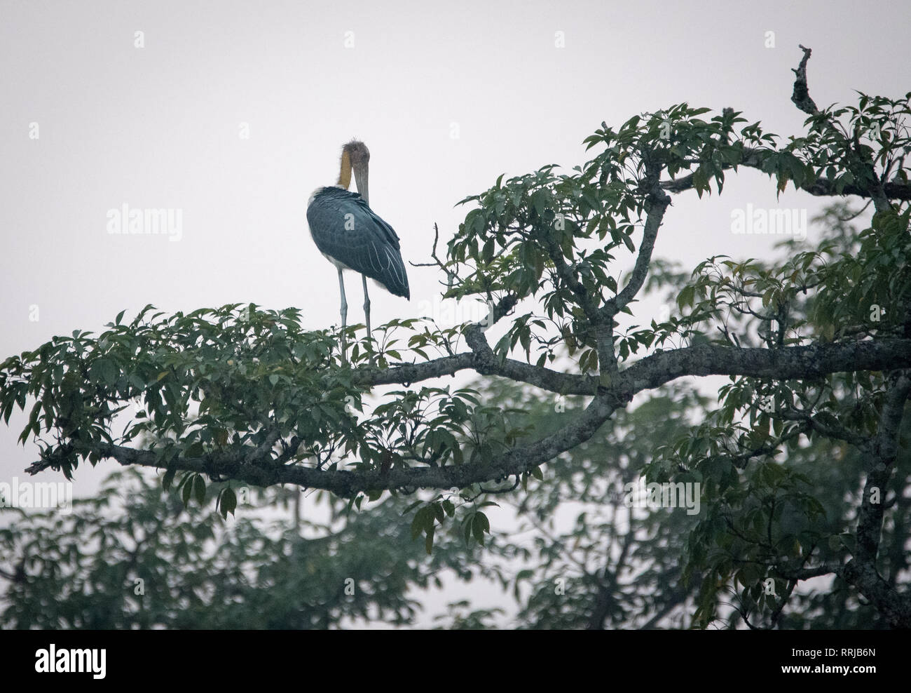 Lesser-adjutant Stork in Chitwan National Park, Nepal Stock Photo - Alamy