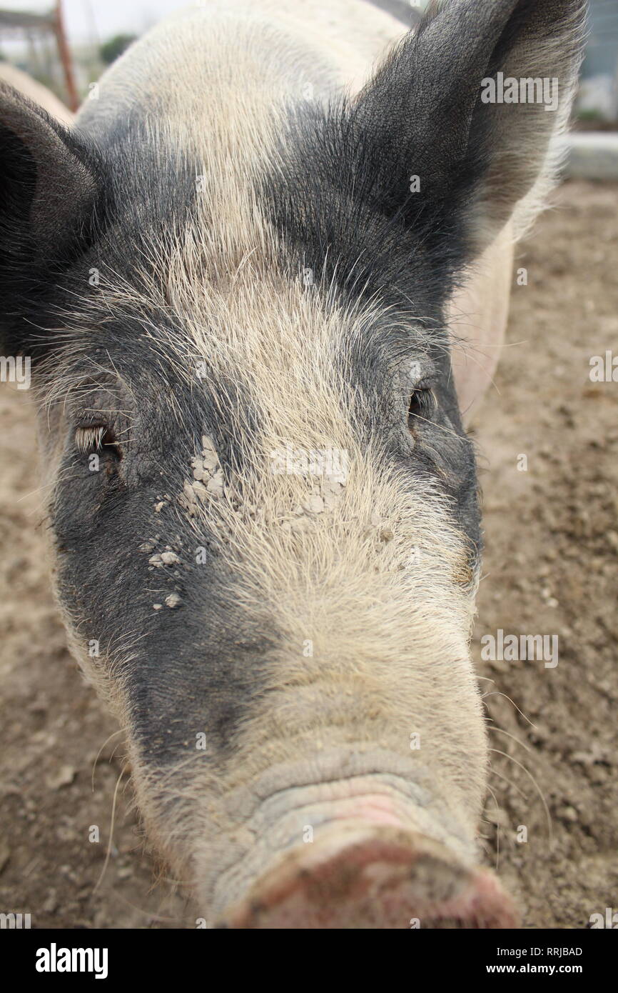pig in dirt pen Stock Photo - Alamy