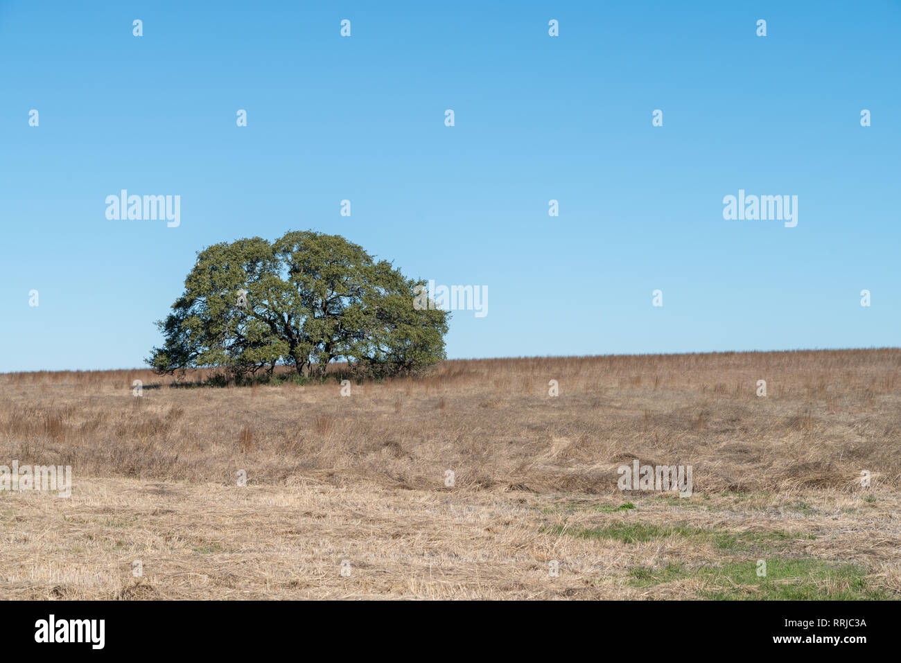 Large Cedar Tree in an Open Dry Grass Field Stock Photo - Alamy