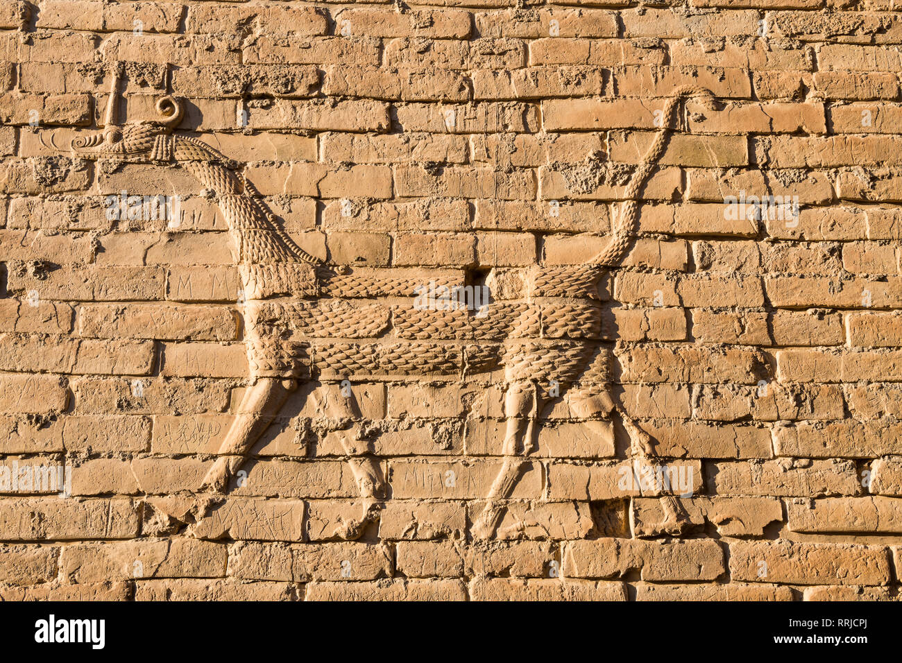 Mushussu (sirrush) and aurochs relief, Babylon, Iraq, Middle East Stock ...