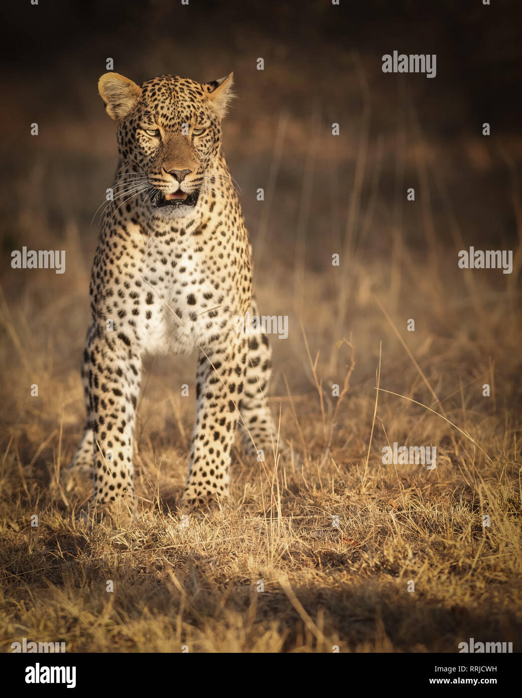 Female leopard hunting in the Masai Mara, Kenya, East Africa, Africa ...