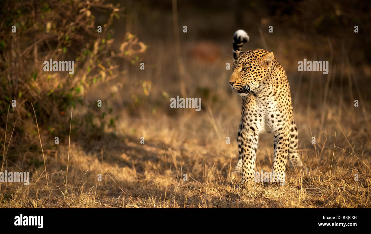 Female leopard hunting in the Masai Mara, Kenya, East Africa, Africa ...