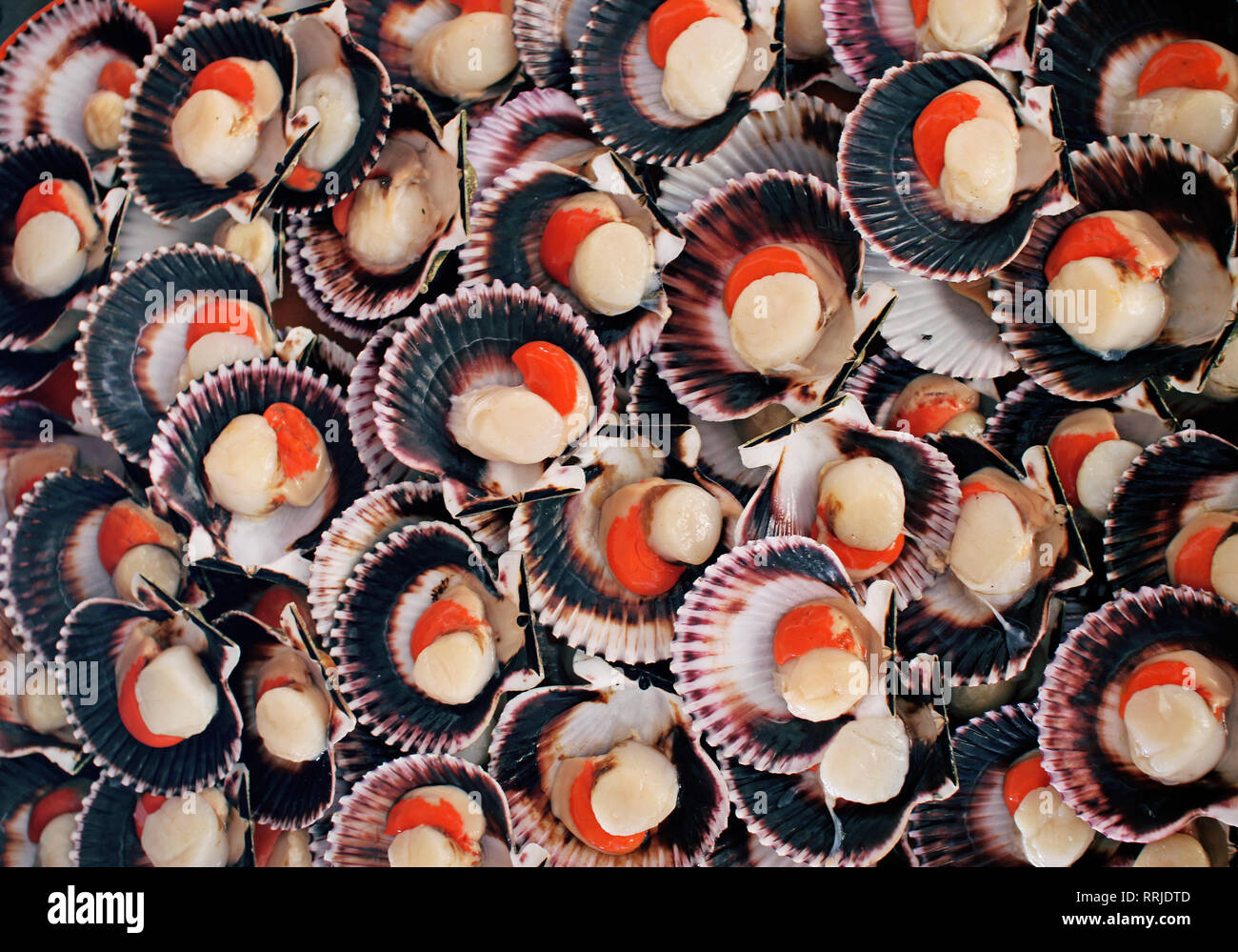 Multiple fresh scallops on shell background, sea food concept pattern ...