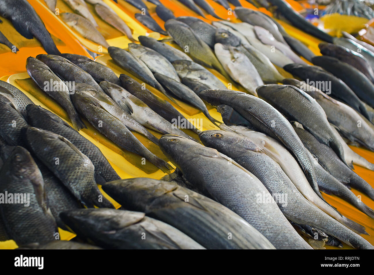Different kinds of fresh fish display on sale at sea food market in ...