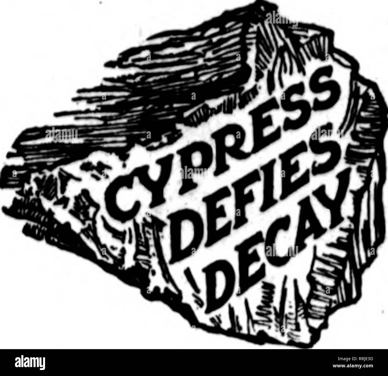 49 cypress Black and White Stock Photos & Images - Alamy