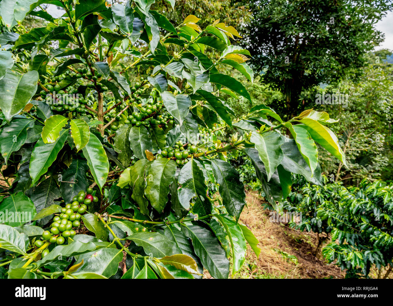 Coffee Plantation, Salento, Quindio Department, Colombia, South America ...