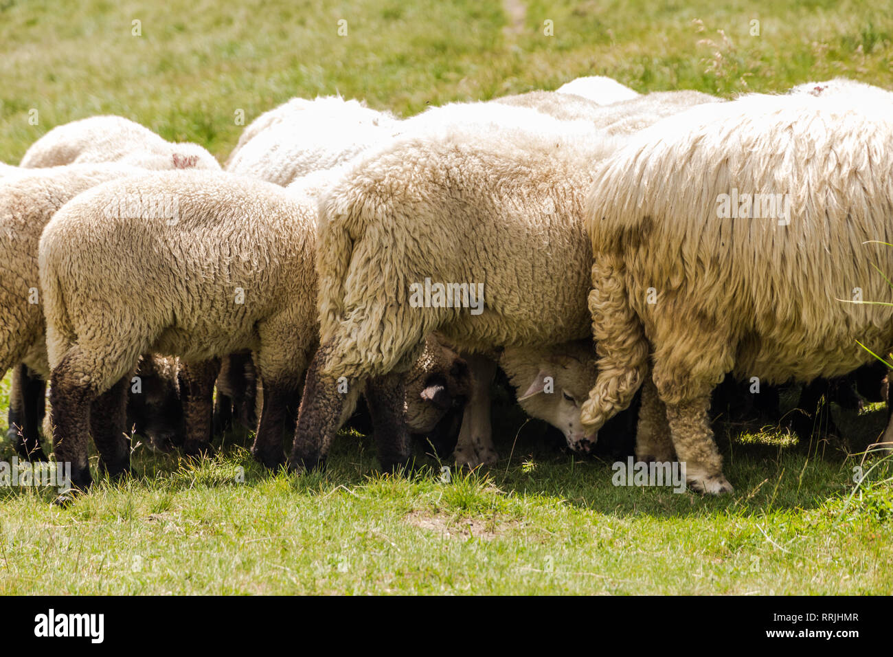 Fluffy sheep hi-res stock photography and images - Alamy
