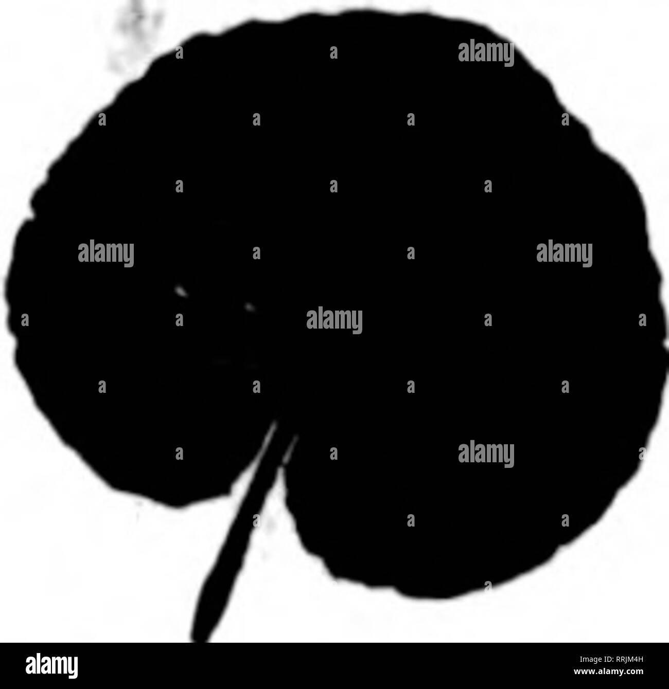 Chole flower Black and White Stock Photos & Images - Alamy