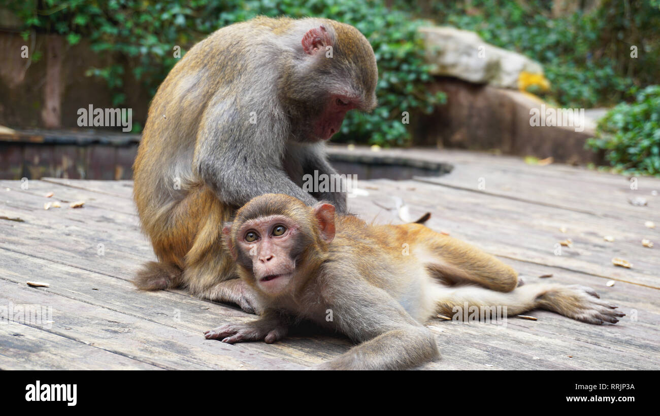 Monkey family, mother taking care of a baby. Monkey macaque in the rain ...