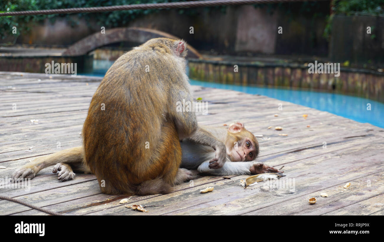 Monkey family, mother taking care of a baby. Monkey macaque in the rain ...
