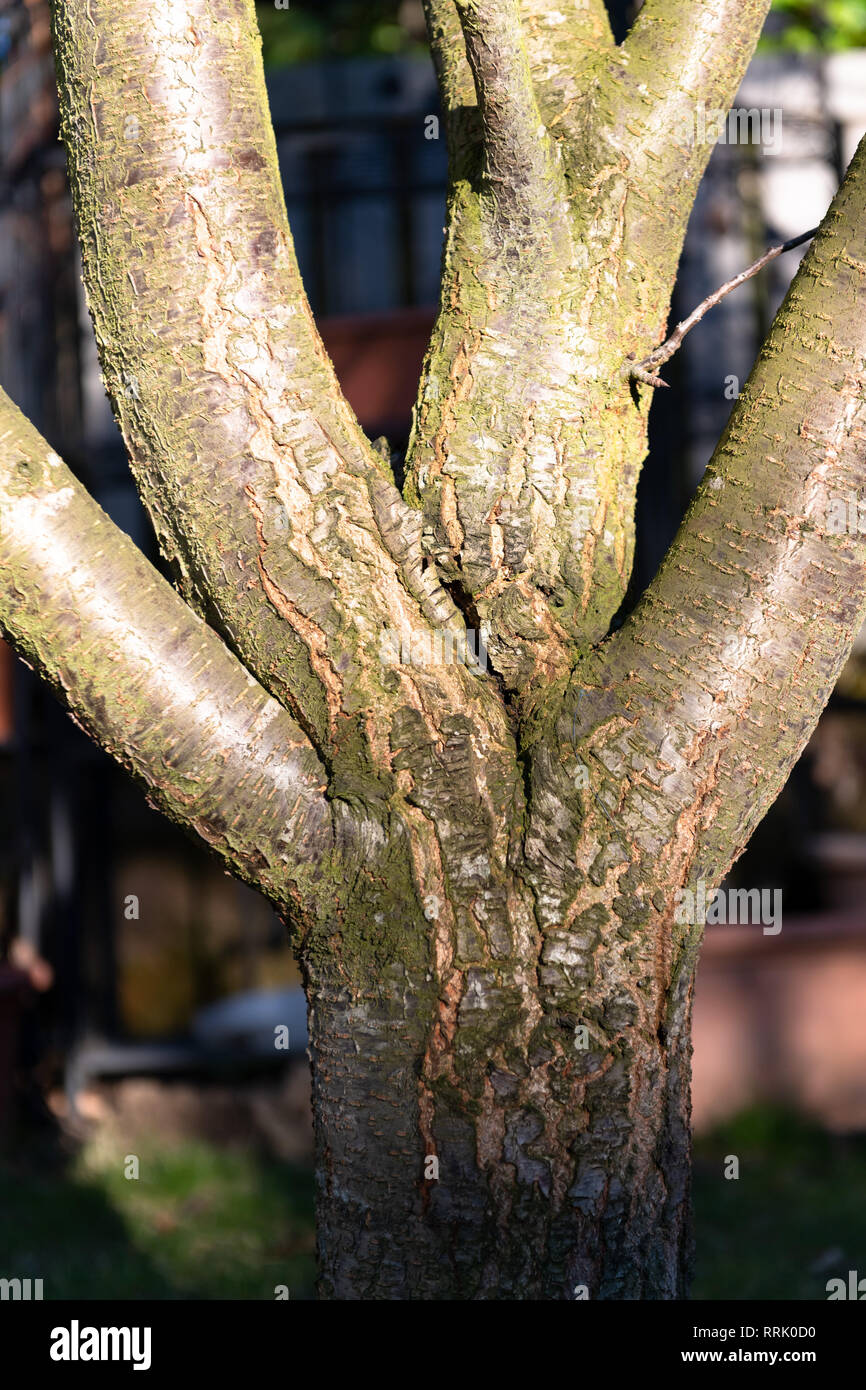 Tree trunk divides into four solid arms Stock Photo - Alamy