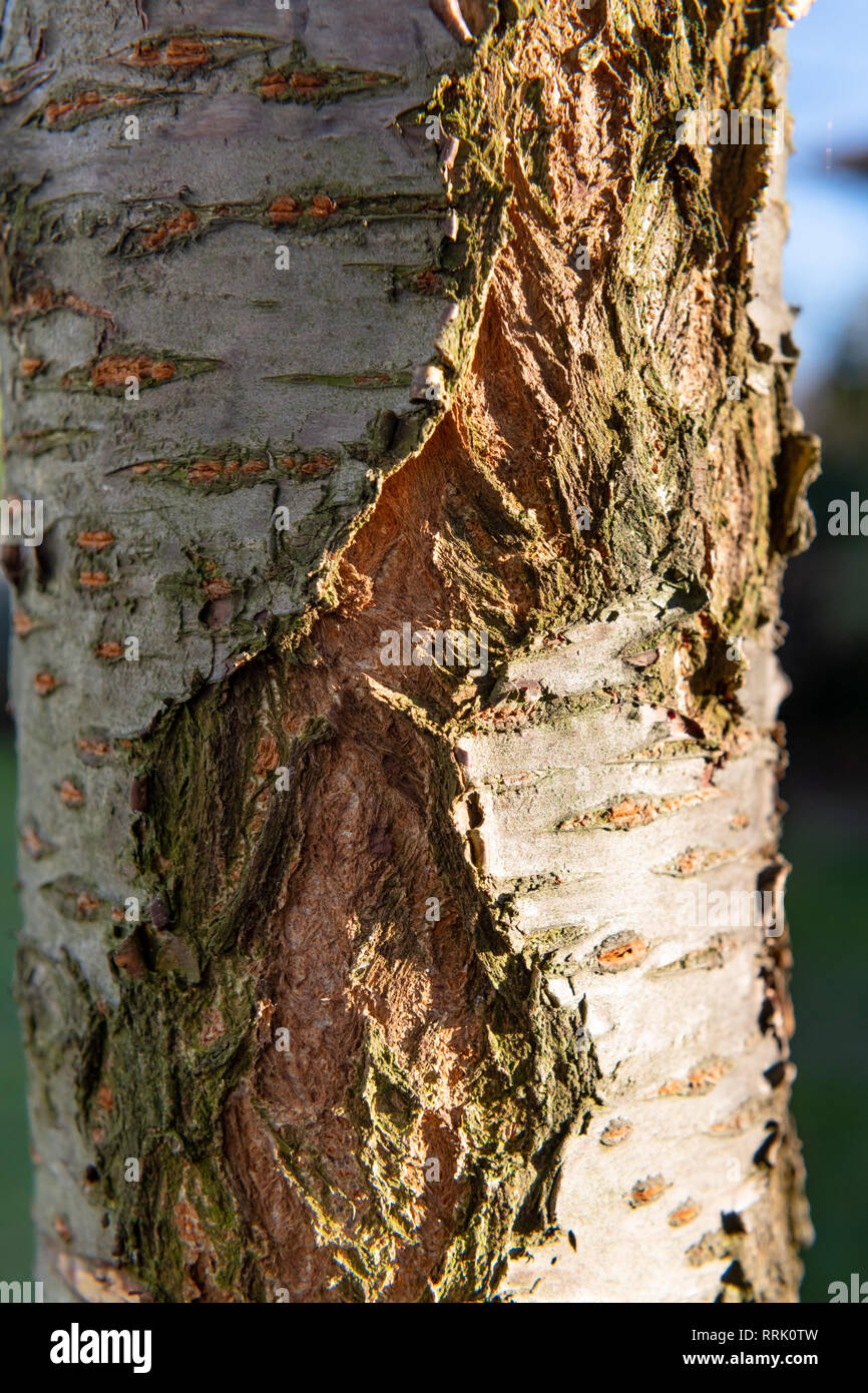 Rough brown structures of tree bark in sunlight Stock Photo - Alamy