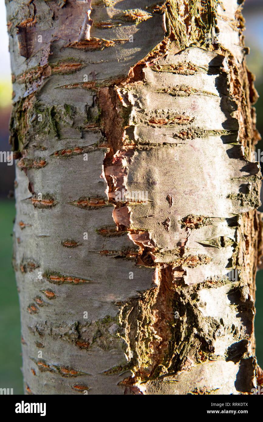 Rough structures of broken tree bark in sunlight Stock Photo - Alamy