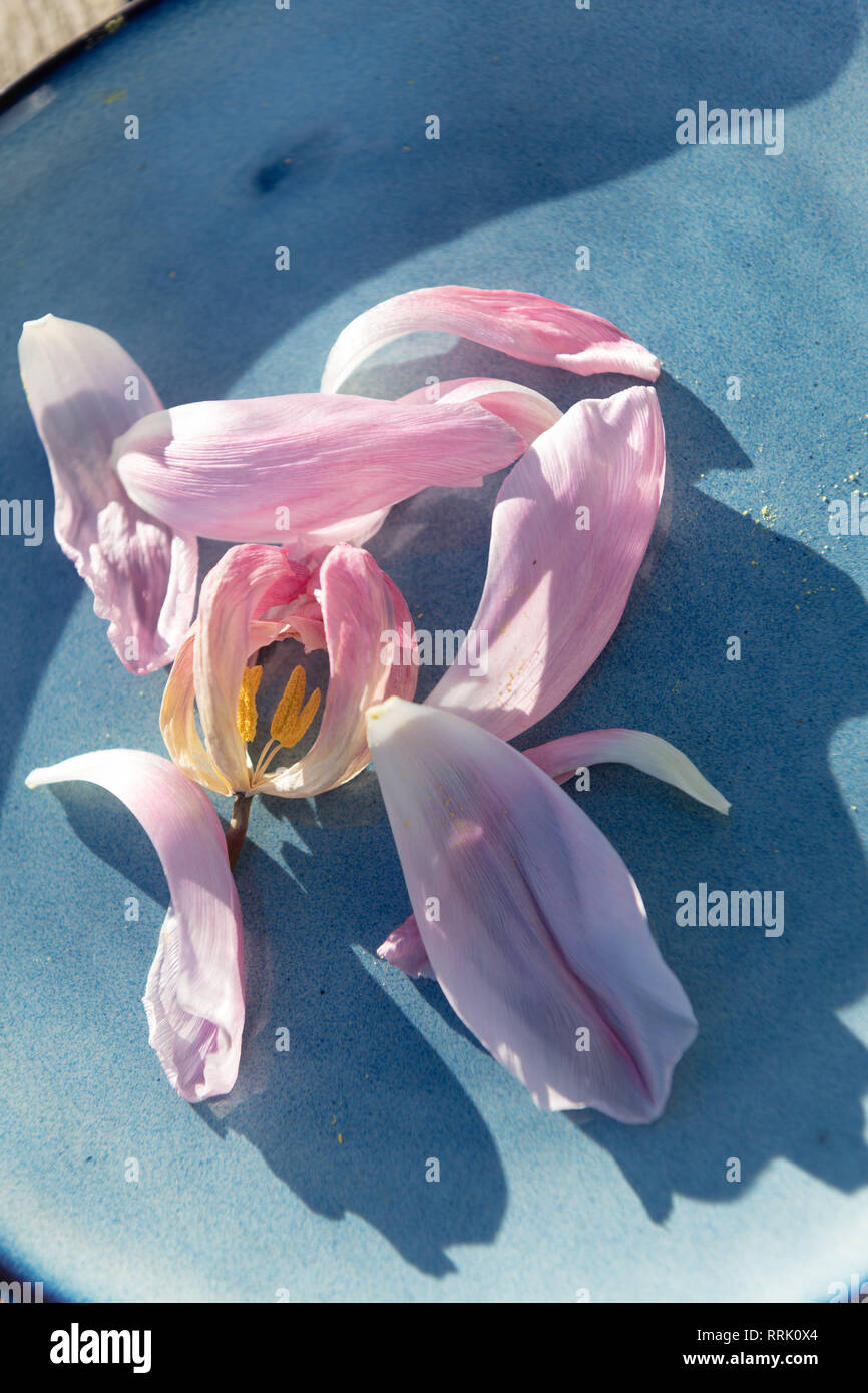 Beautiful rose withered tulip leaves on blue plate Stock Photo - Alamy