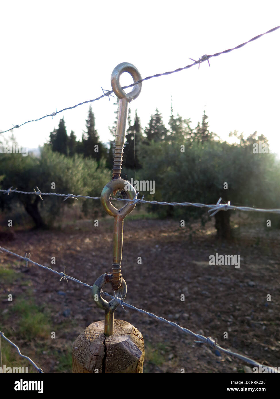 Innovative barbed wire fence support around olive grove in Andalusia ...