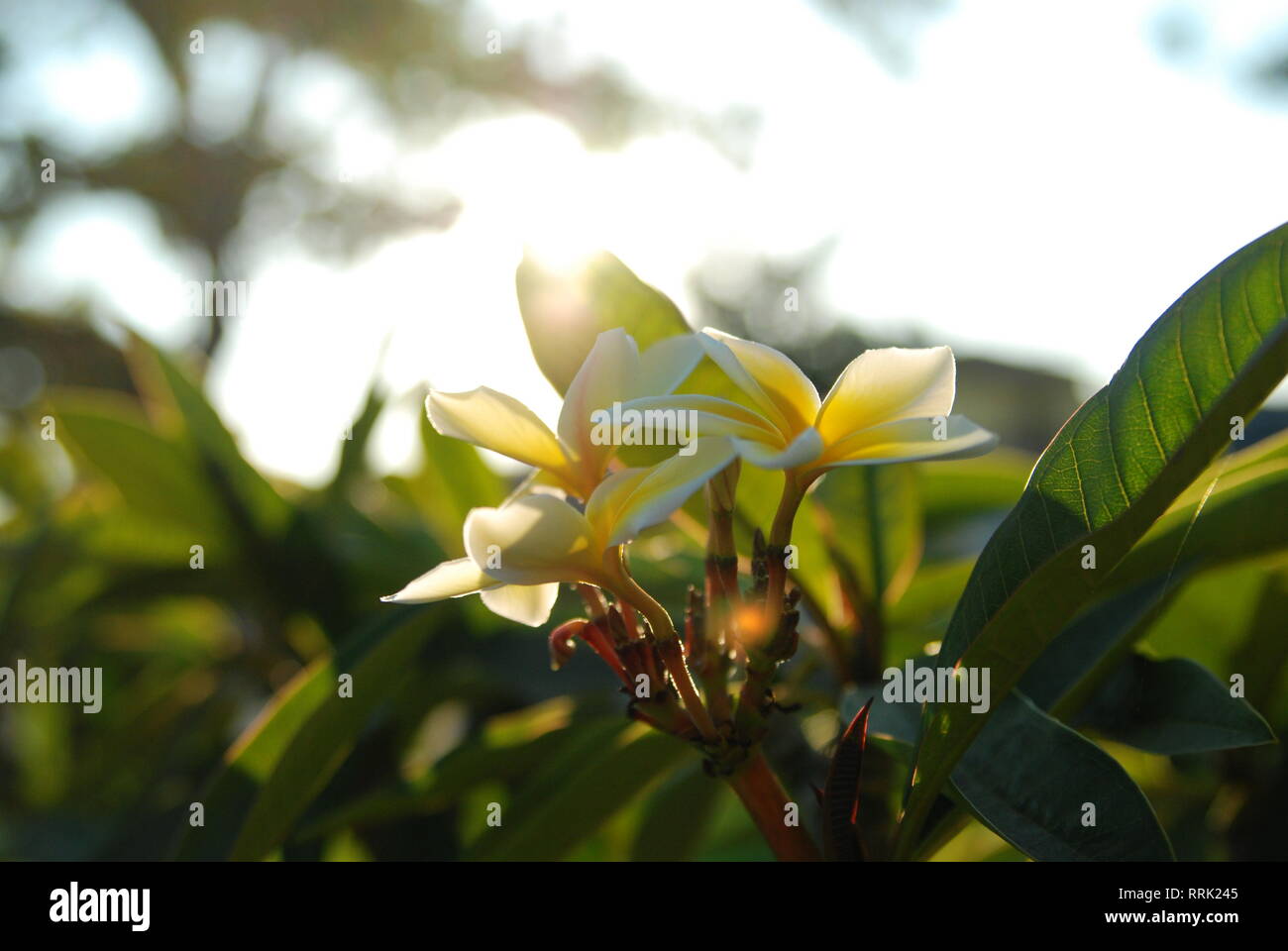 Plumeria flower from Hawaii Stock Photo - Alamy