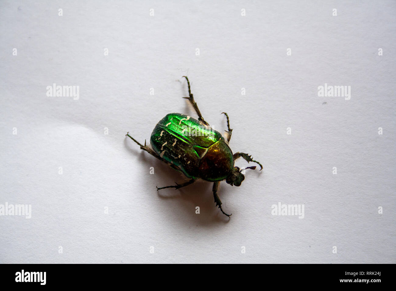Small green shiny beetle resting Stock Photo - Alamy