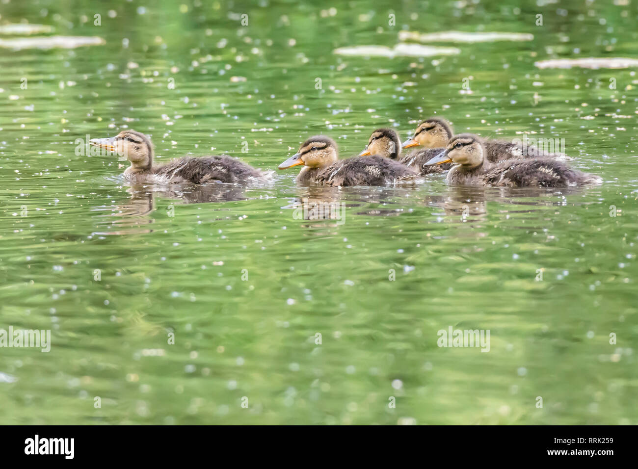 Group ducklings hi-res stock photography and images - Alamy