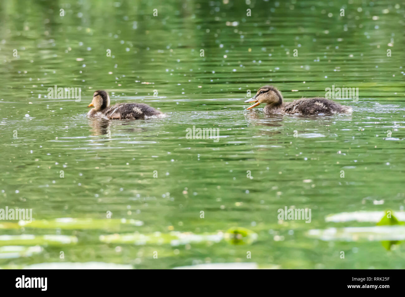 Two swimming ducklings hi-res stock photography and images - Alamy